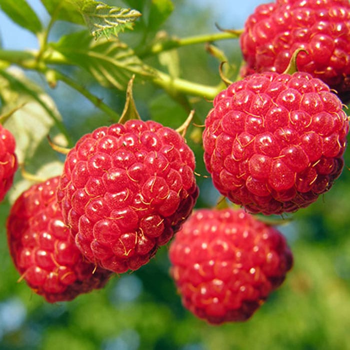 Van Drunen Farms | Orbit Media Studios